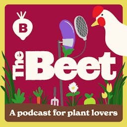 Dealing With Fungus Gnats | The Beet: A Podcast For Plant Lovers ...