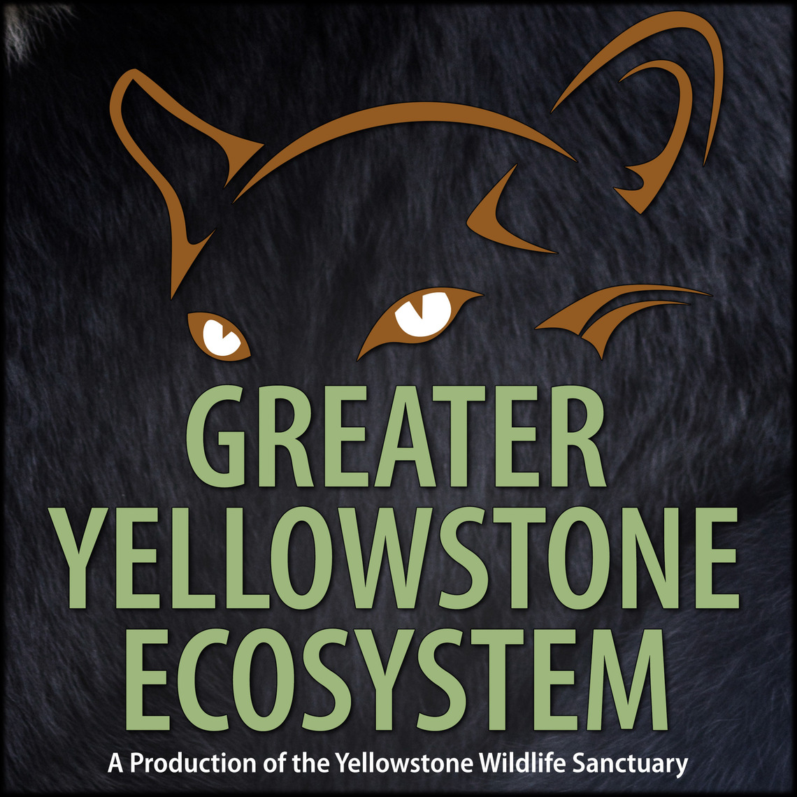 Episode 4: Bobcat vs Lynx: Which is which? | Greater Yellowstone ...