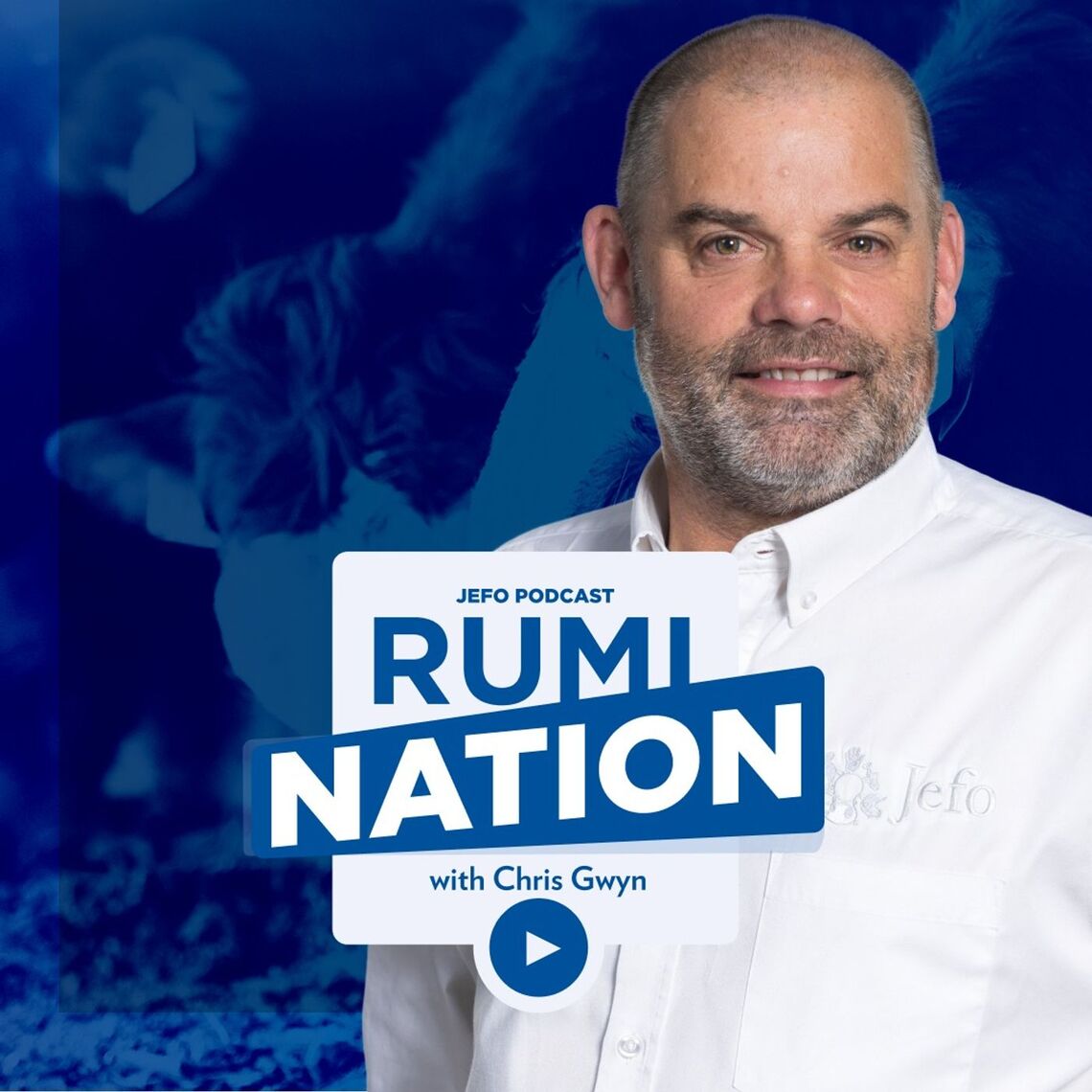 Factors Impacting Feed Efficiency in the Feedlot in Cattle | RumiNation ...