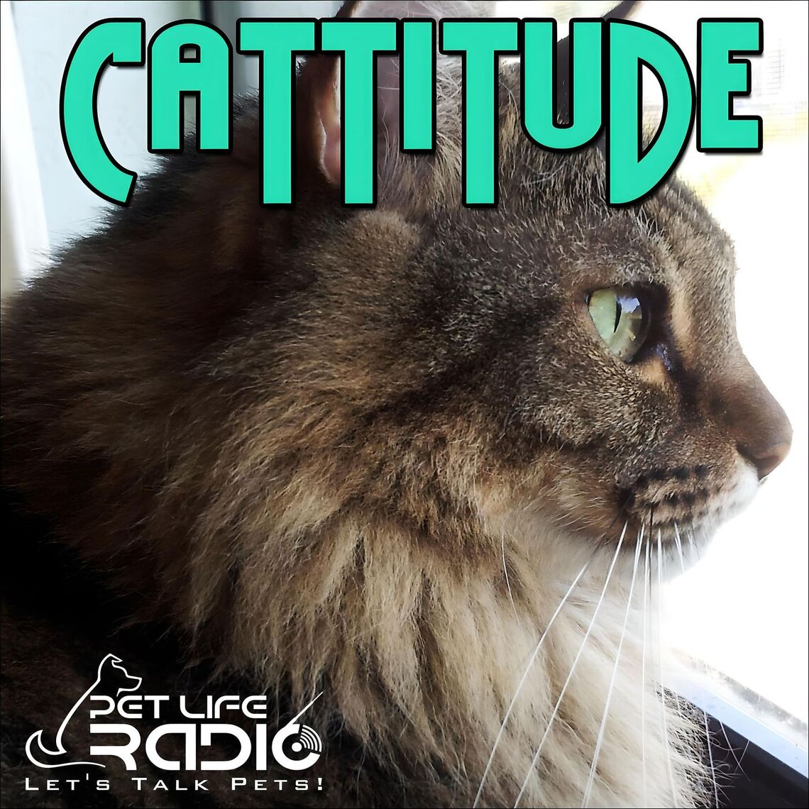 Cattitude - Episode 43 How to Decide if Adopting a Cat is Right For You ...