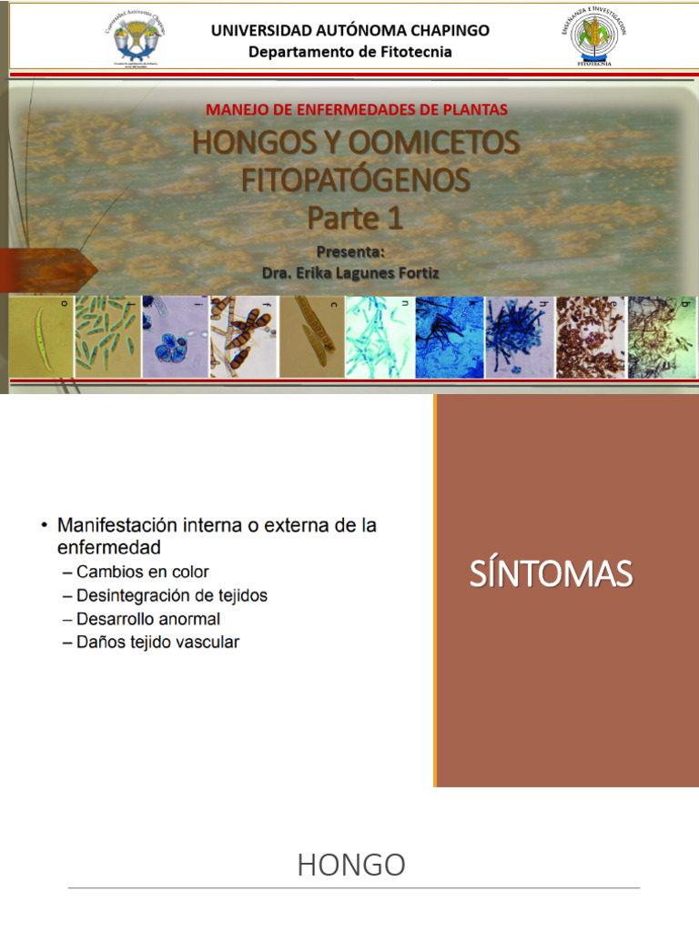 6 Hongos y Oomicetos ELF2025 A | PDF | Hongo | Biología