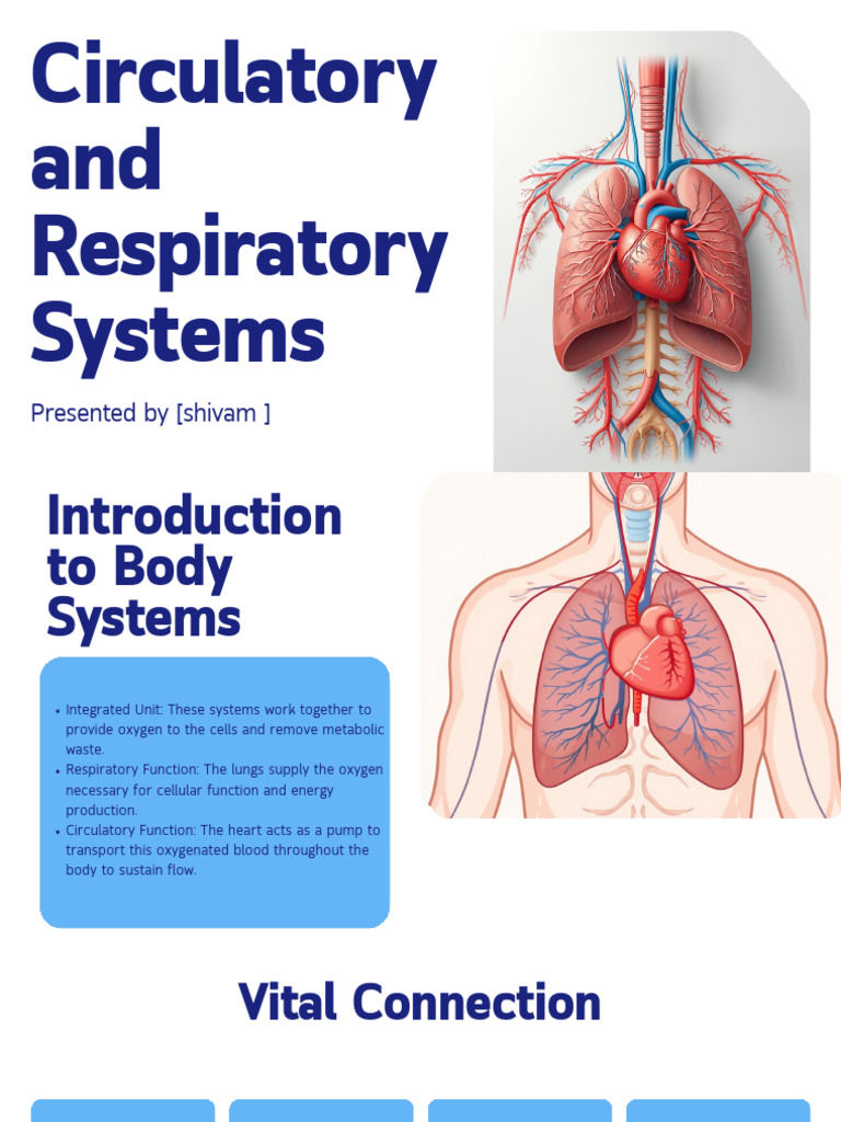 Presentation - Circulatory and Respiratory Systems | PDF | Heart ...