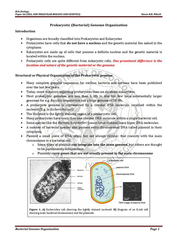 Bacterial Genome Organisation | PDF | Plasmid | Prokaryote