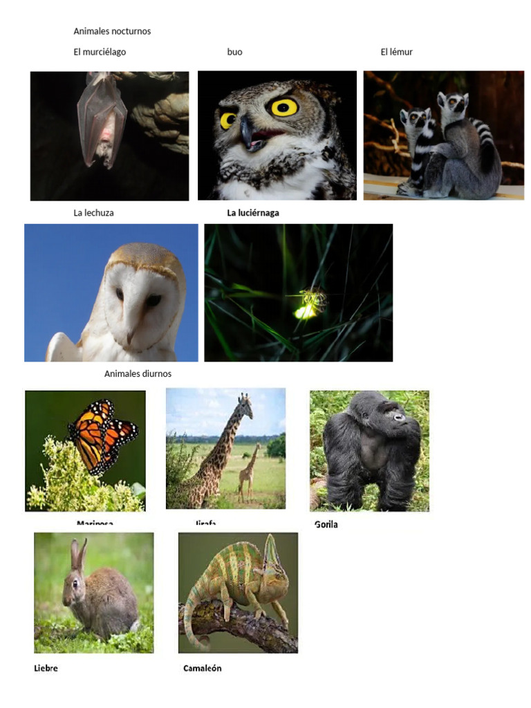 Animales Nocturnos | PDF