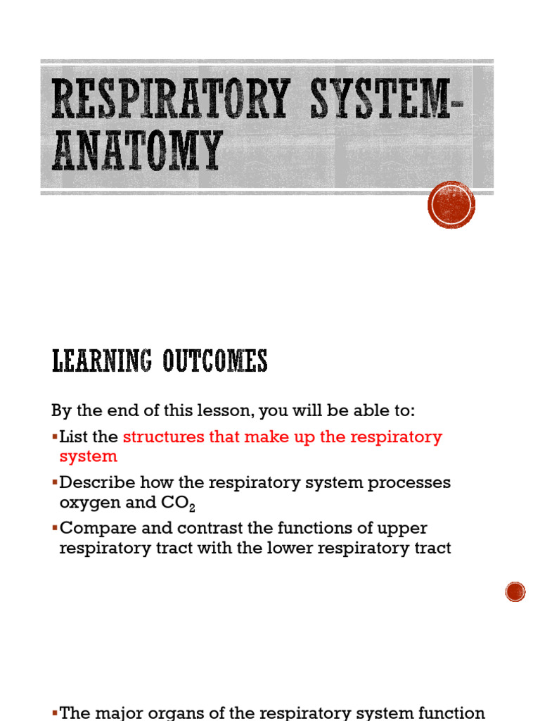 Respiratory System-Anatomy Ready | PDF | Lung | Respiratory Tract
