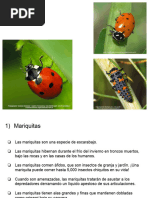 El Mamon en Venezuela | PDF | Alimentos | Plantas comestibles