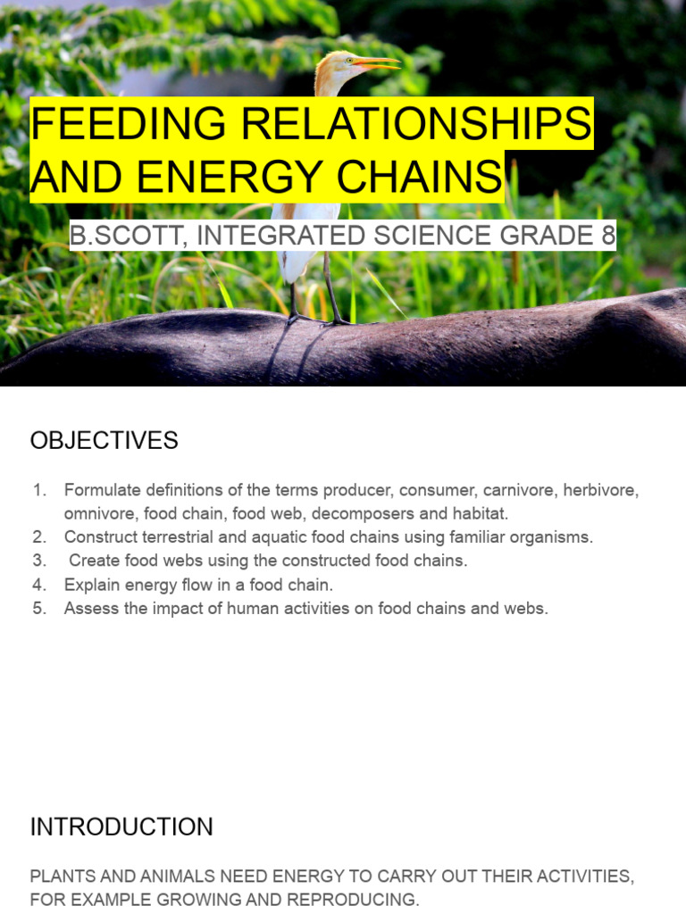 Feeding Relationships and Energy Chains - Grade 8 | PDF | Food Web | Foods