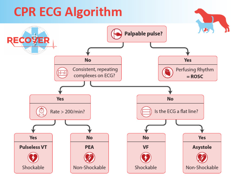 ECG Algorithm | PDF