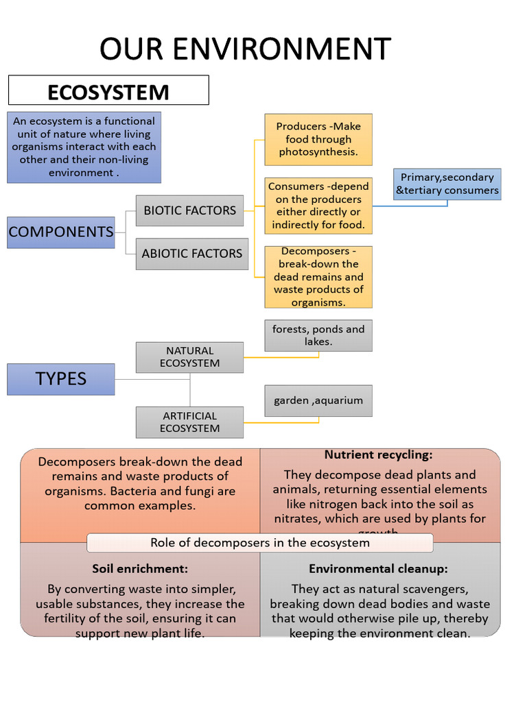 Our Environment - Note | PDF | Ecosystem | Food Web