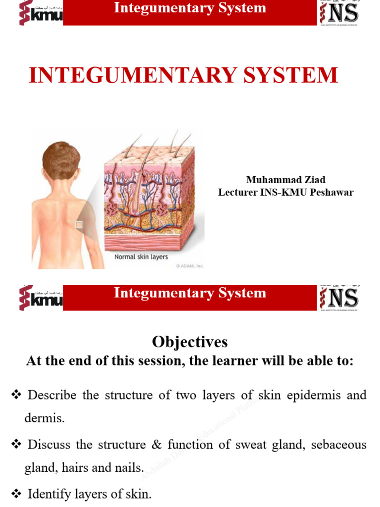 Lecture 6 Integumentary System A&p | PDF | Skin | Nail (Anatomy)