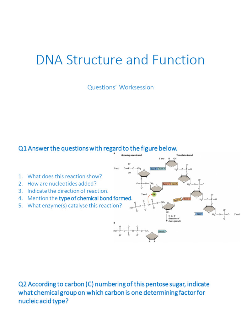 DNA Structure & Function Worksession 2 | PDF