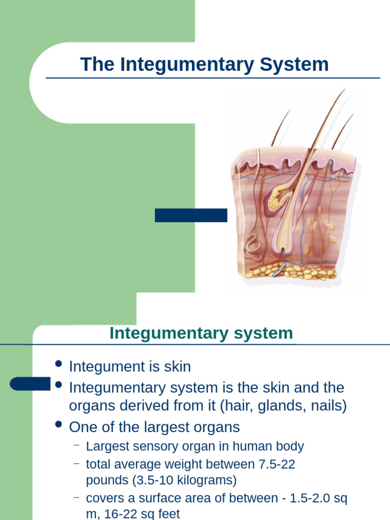 Chapter 03 Skin (Part 1) | PDF | Skin | Integumentary System