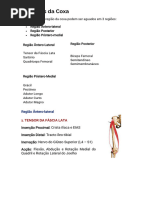 Anatomia da Coxa: Músculos e Vasos | PDF | Articulações | Anatomia humana