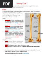 Anatomía del Cúbito: Estructura y Función | PDF | Codo | Extremidades ...