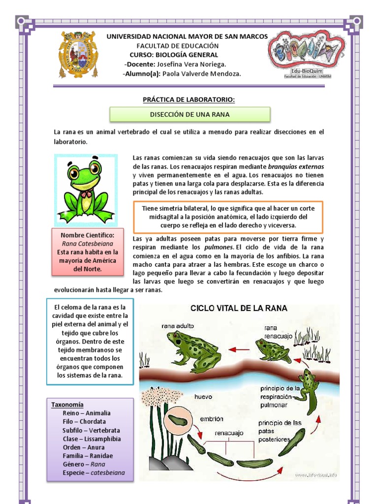 Anatomía y Disección de la Rana | PDF | Sistema digestivo humano | Estómago