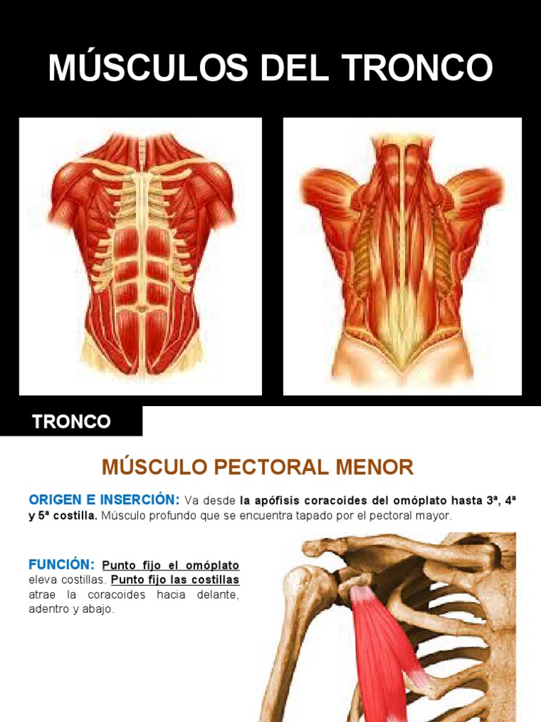musculos_tronco