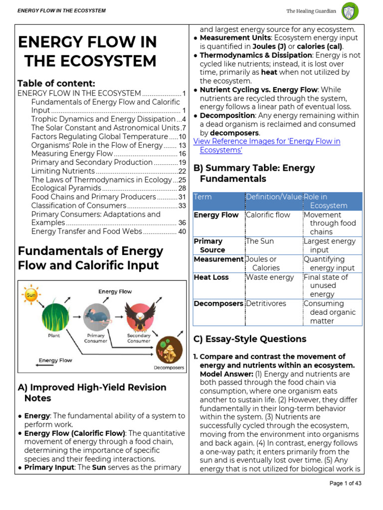 Energy Flow in The Ecosystem | PDF | Food Web | Astronomical Unit
