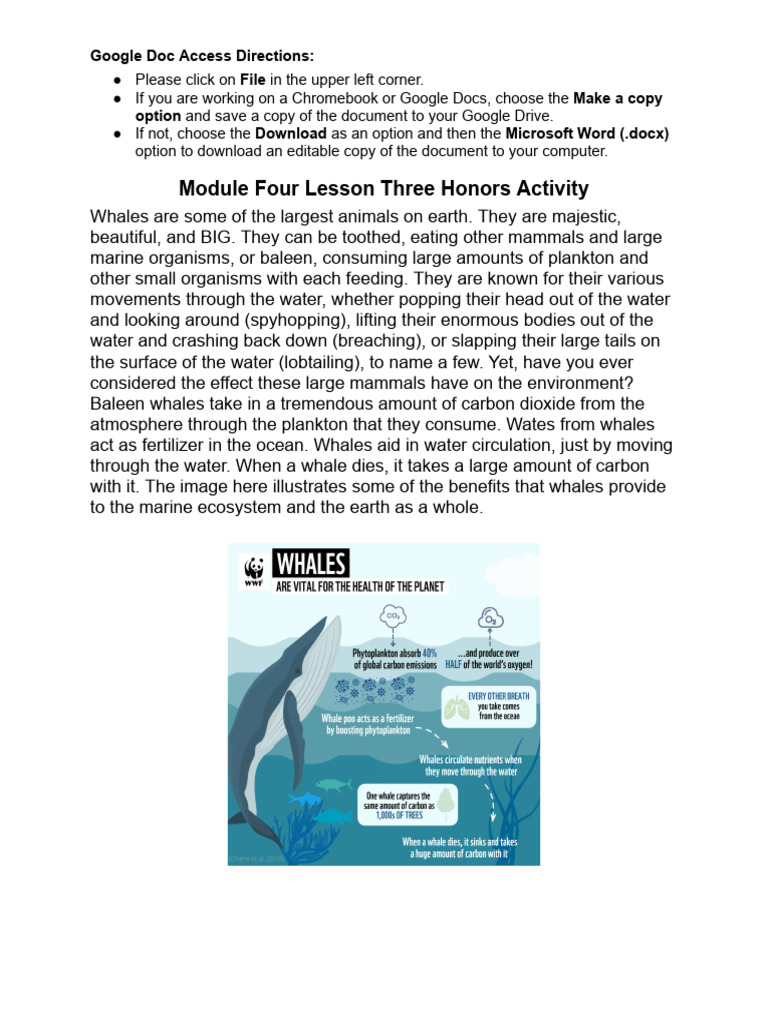M4 L3 Honors Activity 2-19 Whales Classification | PDF | Dolphin | Whales