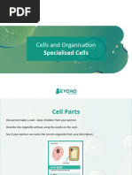 Specialized Plant and Animal Cells | PDF | Cell (Biology) | Root
