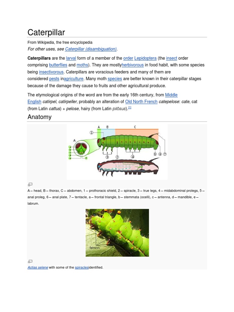 Cat A Pillar | PDF | Pupa | Lepidoptera