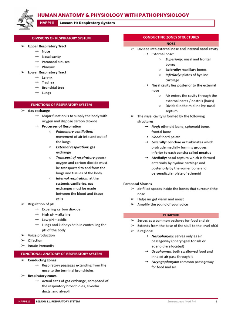 L11 - Respiratory System | PDF | Respiratory Tract | Lung