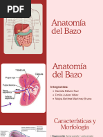 Anatomía y Funciones del Bazo | PDF