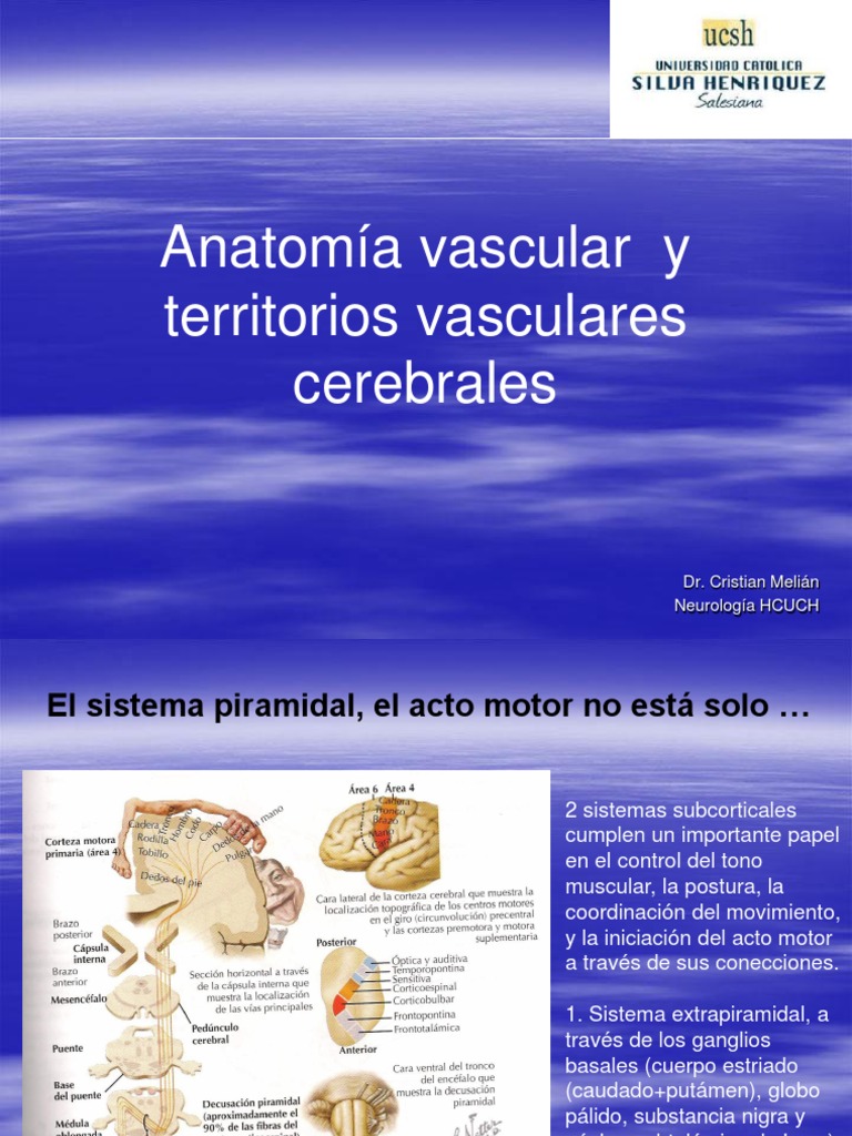 Anatomia Vascular y Territorios Vasculares Cerebrales (1) | Cerebro ...