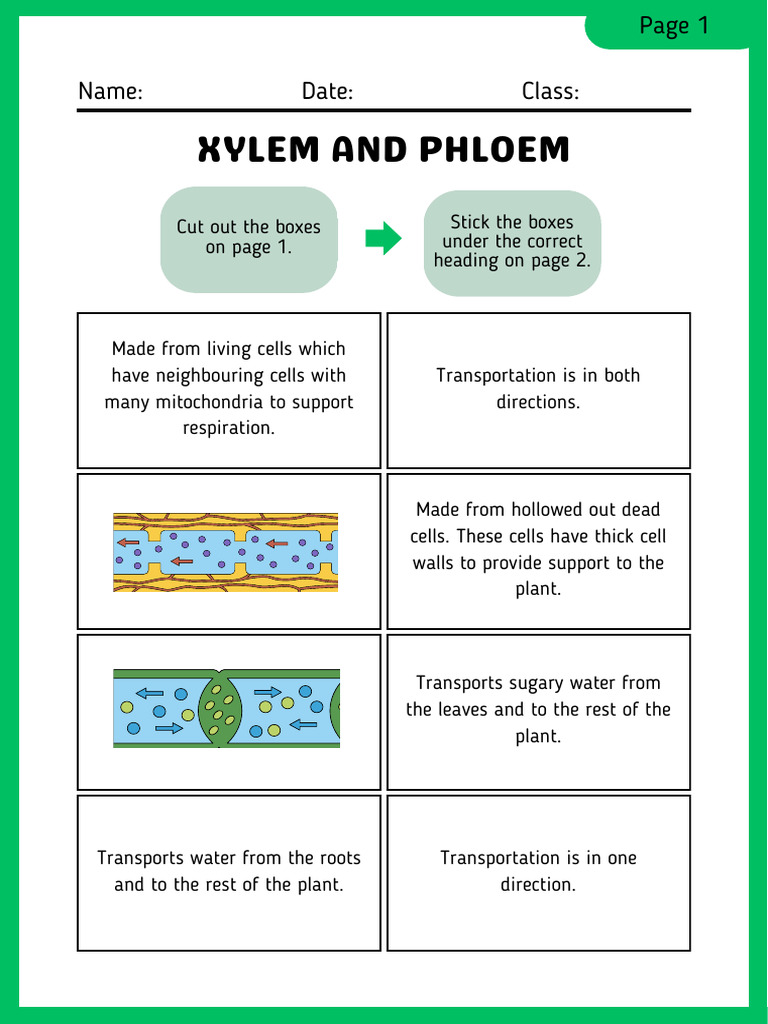 Xylem & Phloem-Worksheet 2 | PDF