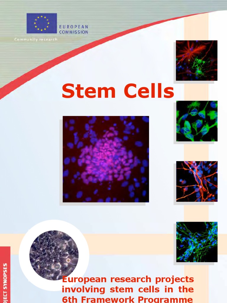 EU Stem Cell Research Projects Overview | PDF | Tissue Engineering ...