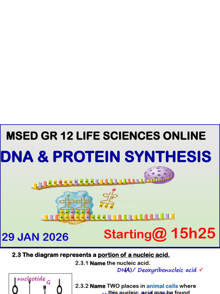 Dna & Protein Synthesis 29 Jan | PDF | Translation (Biology) | Rna
