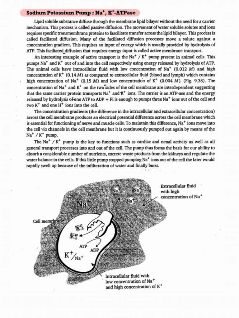 Sodium Potassium Pump 251226 160444 | PDF