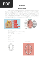 Estruturas Dentais: Cúspides e Arestas | PDF | Dente humano | Vértice ...
