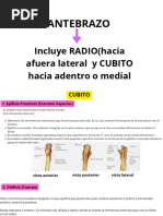 Anatomía del Cúbito y sus Partes | PDF | Codo | Anatomía humana