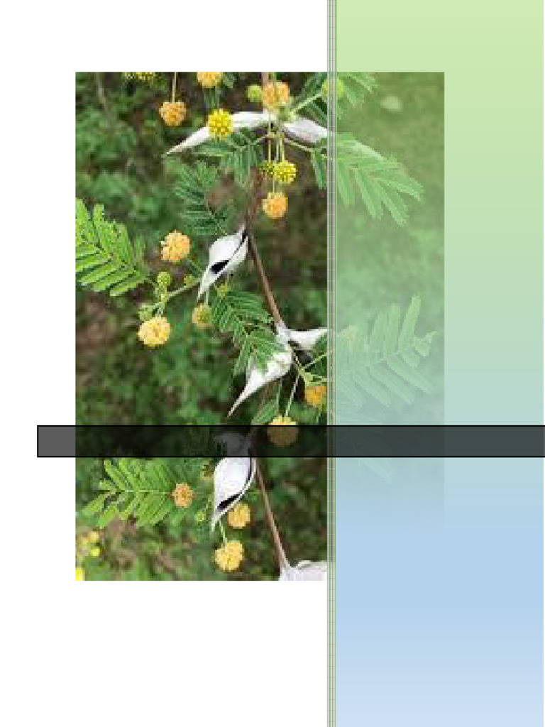 056 Silvica de Huizache Concho (Acacia cochliacanta) | PDF | Flores ...
