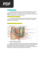 Anatomía del Conducto Inguinal | PDF | Abdomen | Anatomía humana