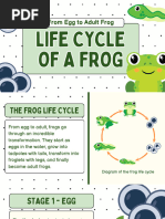 Lizard Life Cycle Stages Explained | PDF