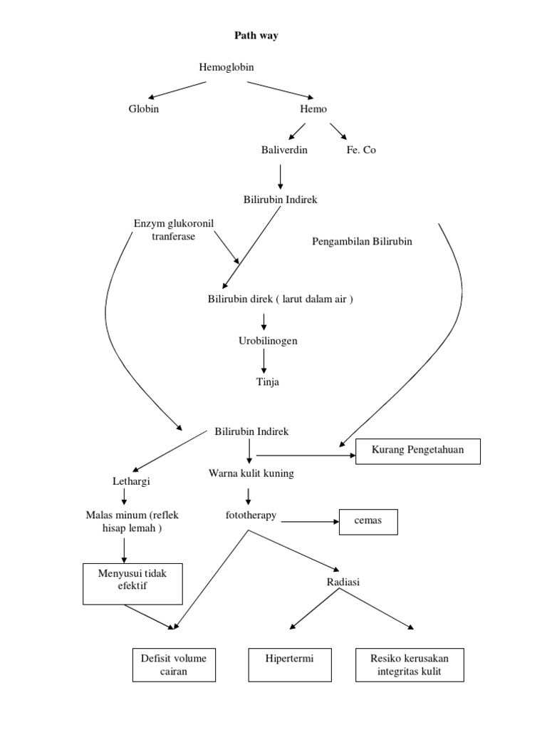 Pathway Hiperbilirubin | PDF | Hematology | Blood Proteins