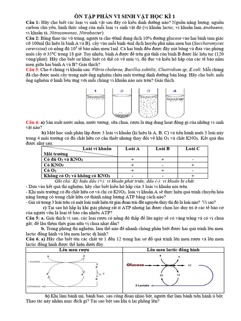 BÀI TẬP VSV HKI - HS | PDF