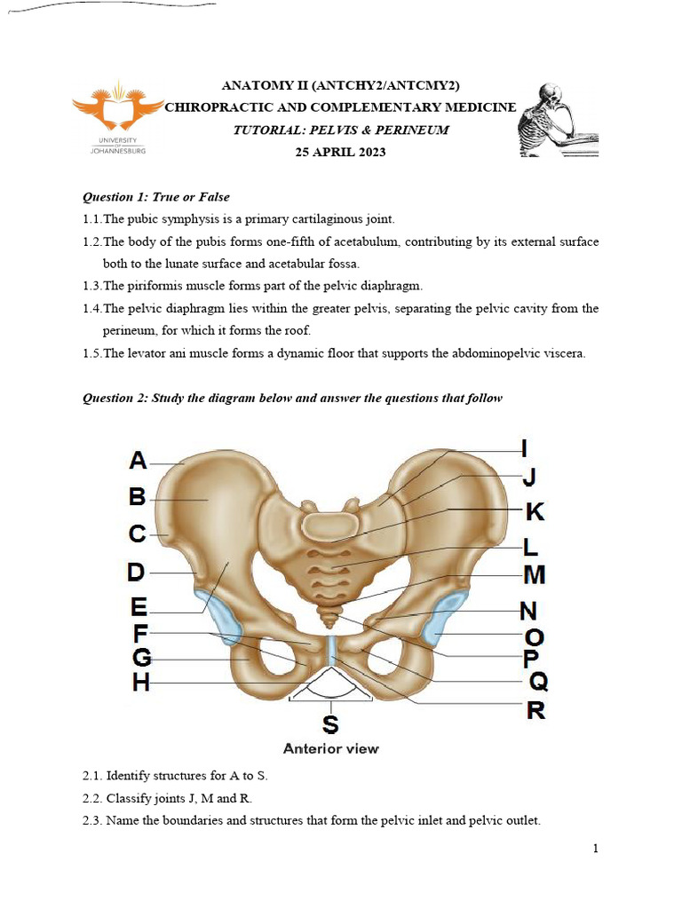 Pelvis - Perineum Worksheet | PDF