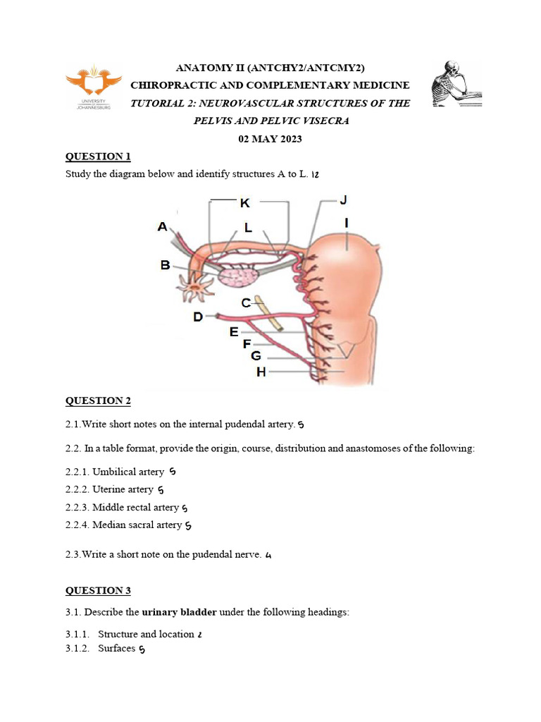 Pelvis and Perineum Worksheet - 2023 - Tut 2 | PDF | Rectum | Uterus