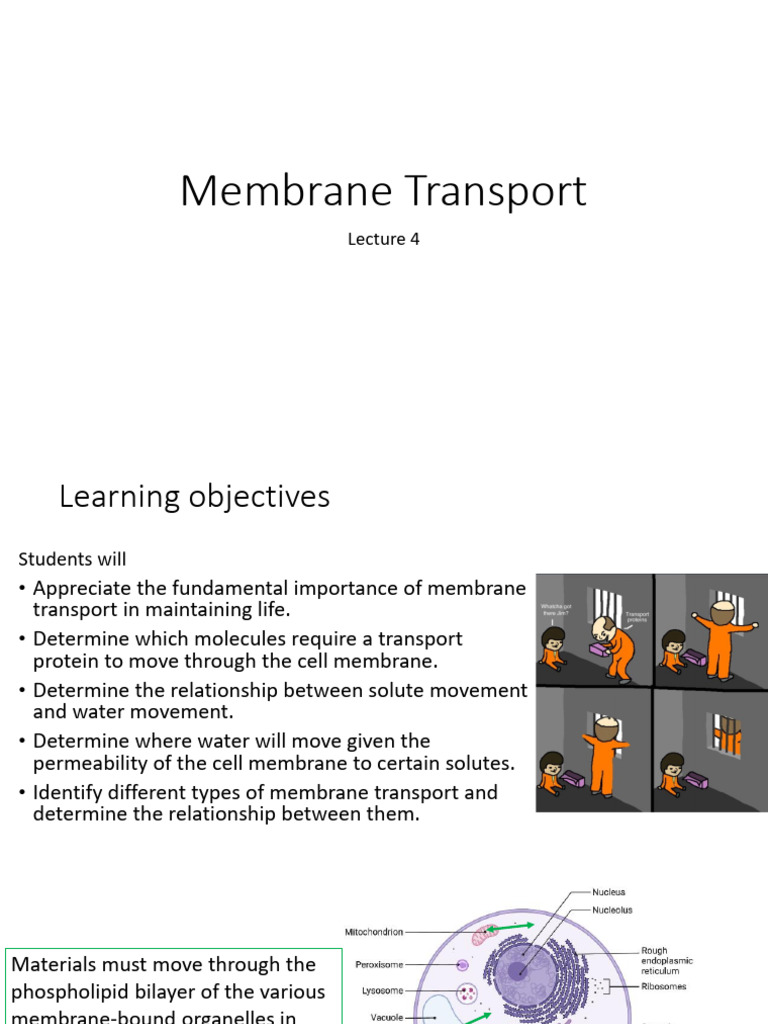 Biol113 Lec 4 Membrane Transport S | PDF | Cell Membrane | Osmosis