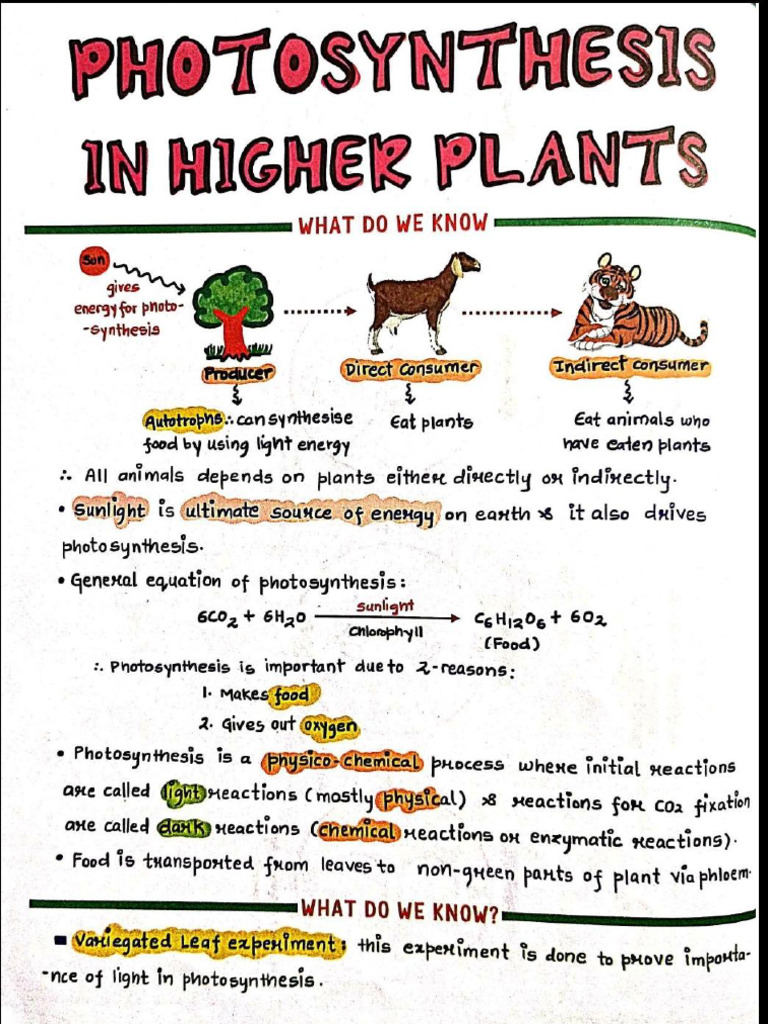 Photosynthesis in Higher Plant Respiration in Plants, Plan Development ...