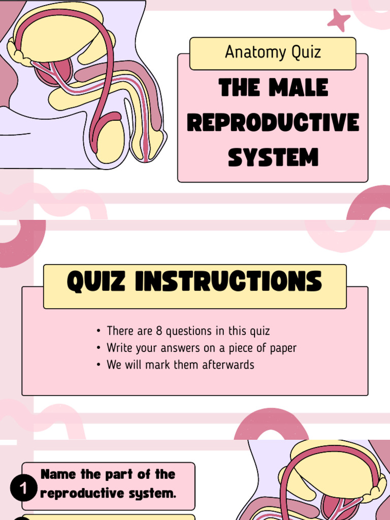 Male Reproductive System - Quiz | PDF