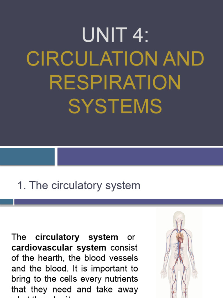 UNIT 4. Circulation and Respiration | PDF | Circulatory System | Blood
