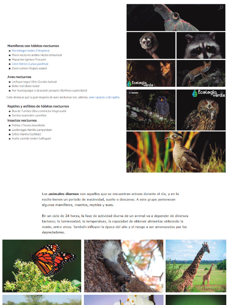 Animales Nocturnos y Duirnos | PDF