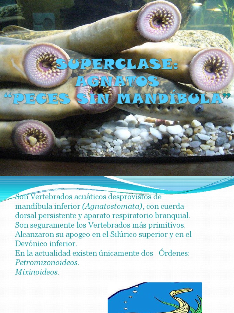 Lampreas y Mixinoideos: Agnatos Acuáticos | PDF | Sistema digestivo ...