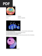 Biology Notes For 7th Grade | PDF | Mitosis | Endoplasmic Reticulum