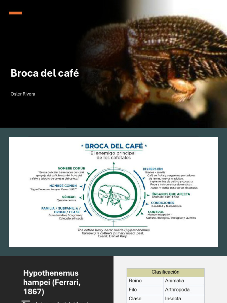 Broca del café1 | PDF | Insectos