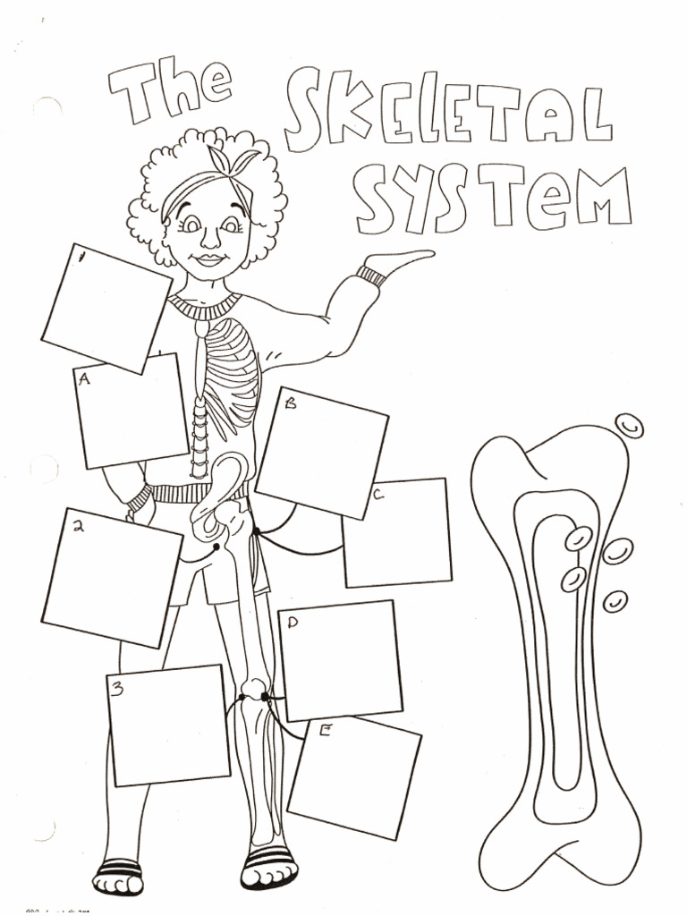 Skeletal System Work Packet | PDF