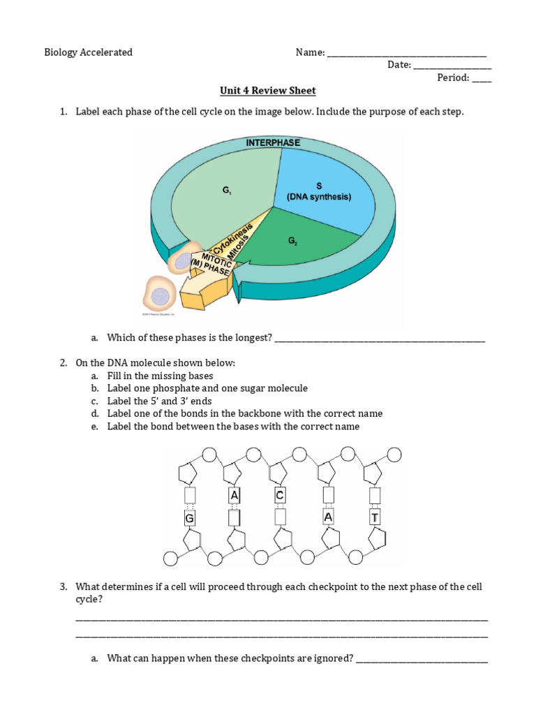 Unit 4 Review (Cell Cycle, Etc) PDF | PDF | Mitosis | Dna Replication